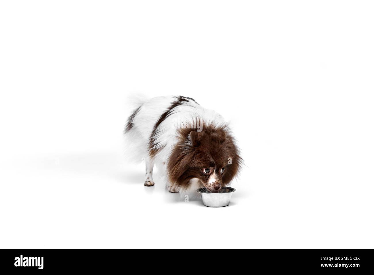 Beautiful Pomeranian spitz dog standing near food and water bowl ...