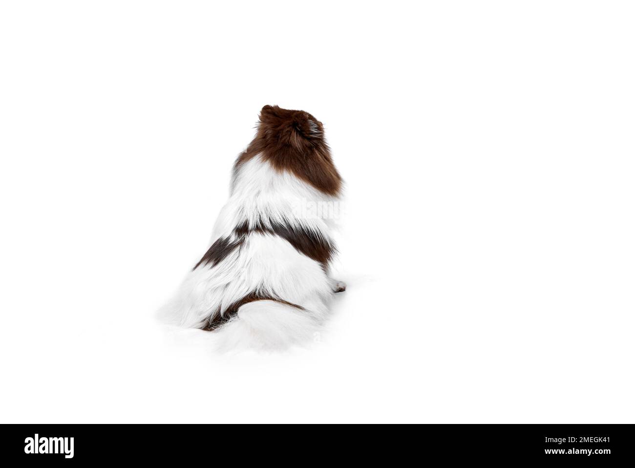 Back view. White-brown Pomeranian spitz dog sitting isolated over white ...