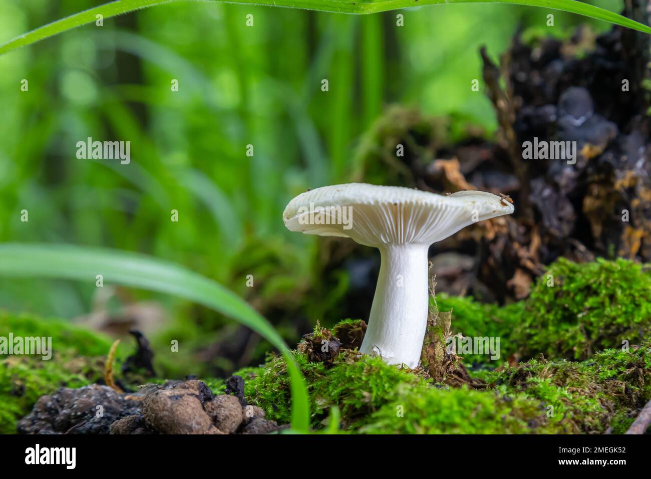 mushroom in the natural environment in the forest Stock Photo - Alamy