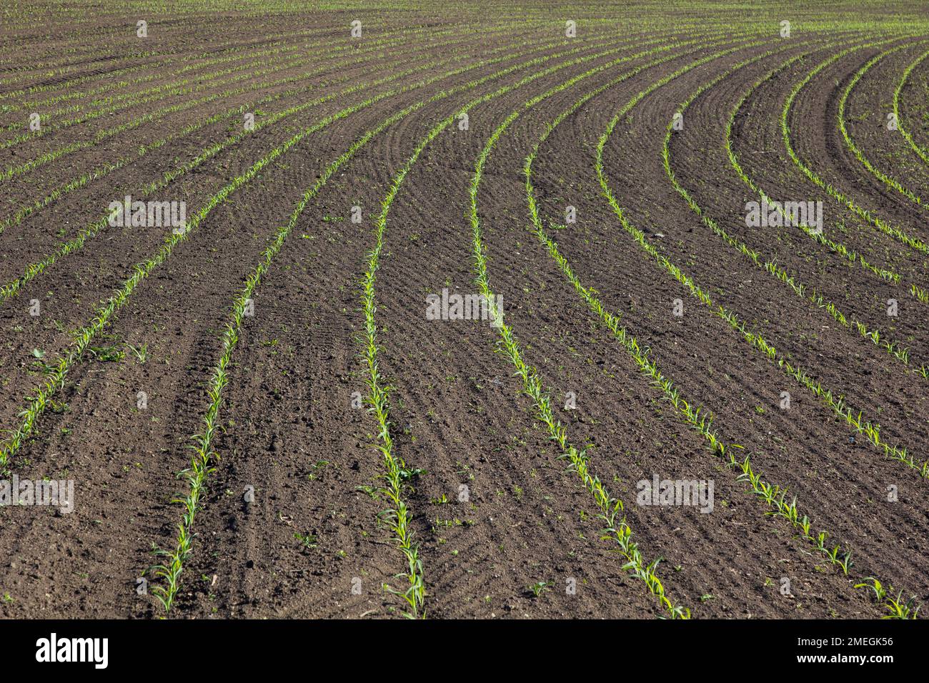field with corn in spring. Parposts of plants began to grow in a ...