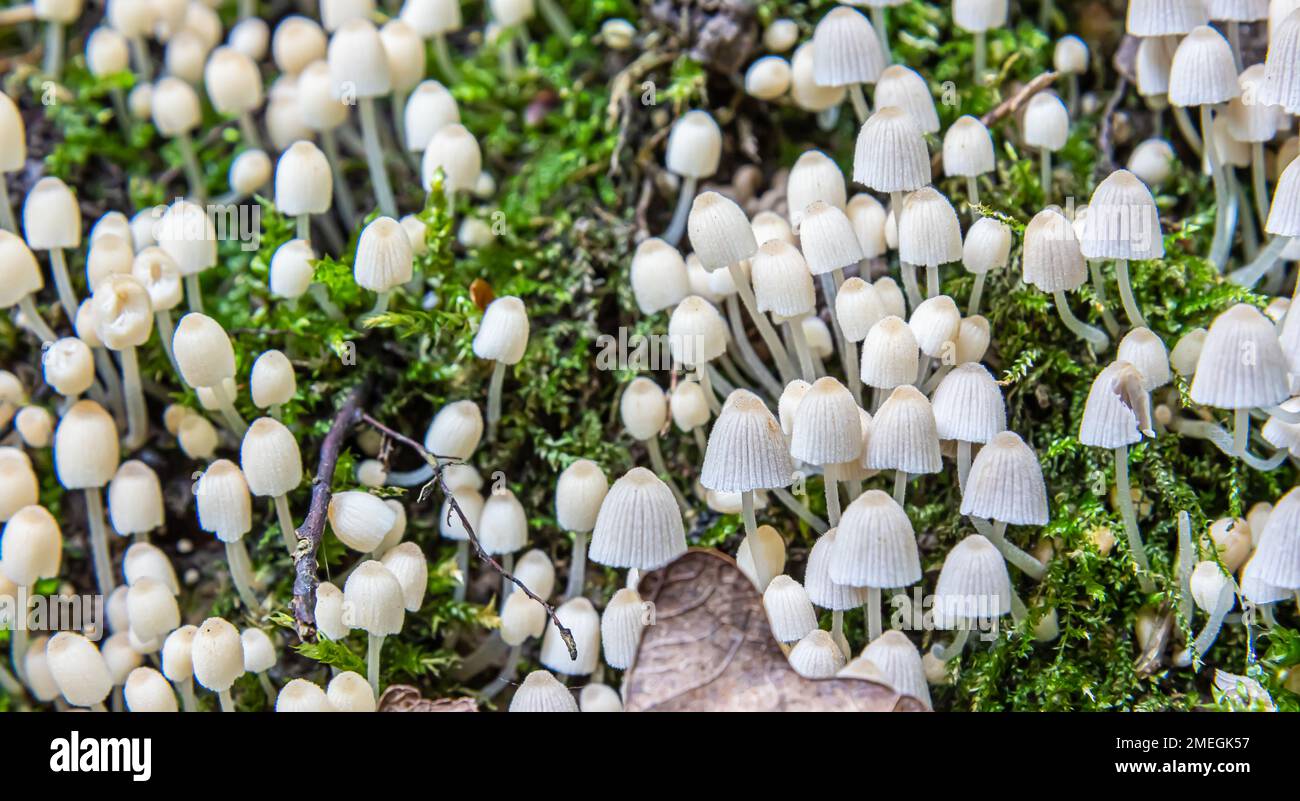 mushroom in the natural environment in the forest Stock Photo - Alamy