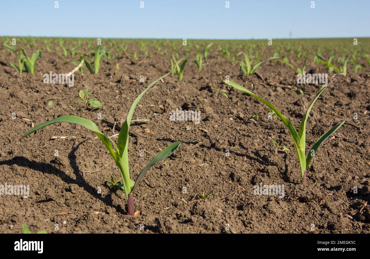 field with corn in spring. Parposts of plants began to grow in a ...