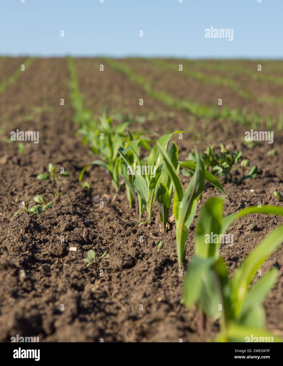 field with corn in spring. Parposts of plants began to grow in a ...