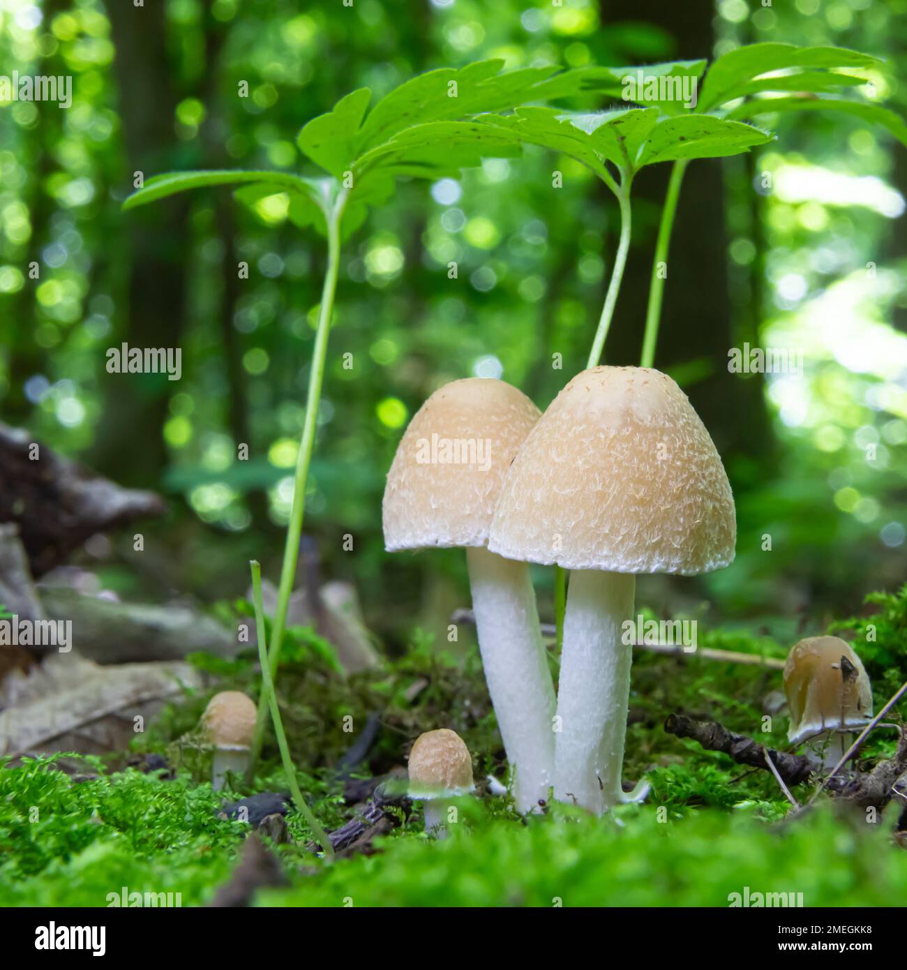 mushroom in the natural environment in the forest Stock Photo - Alamy