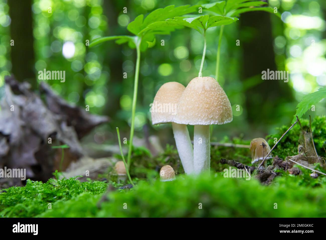 mushroom in the natural environment in the forest Stock Photo - Alamy