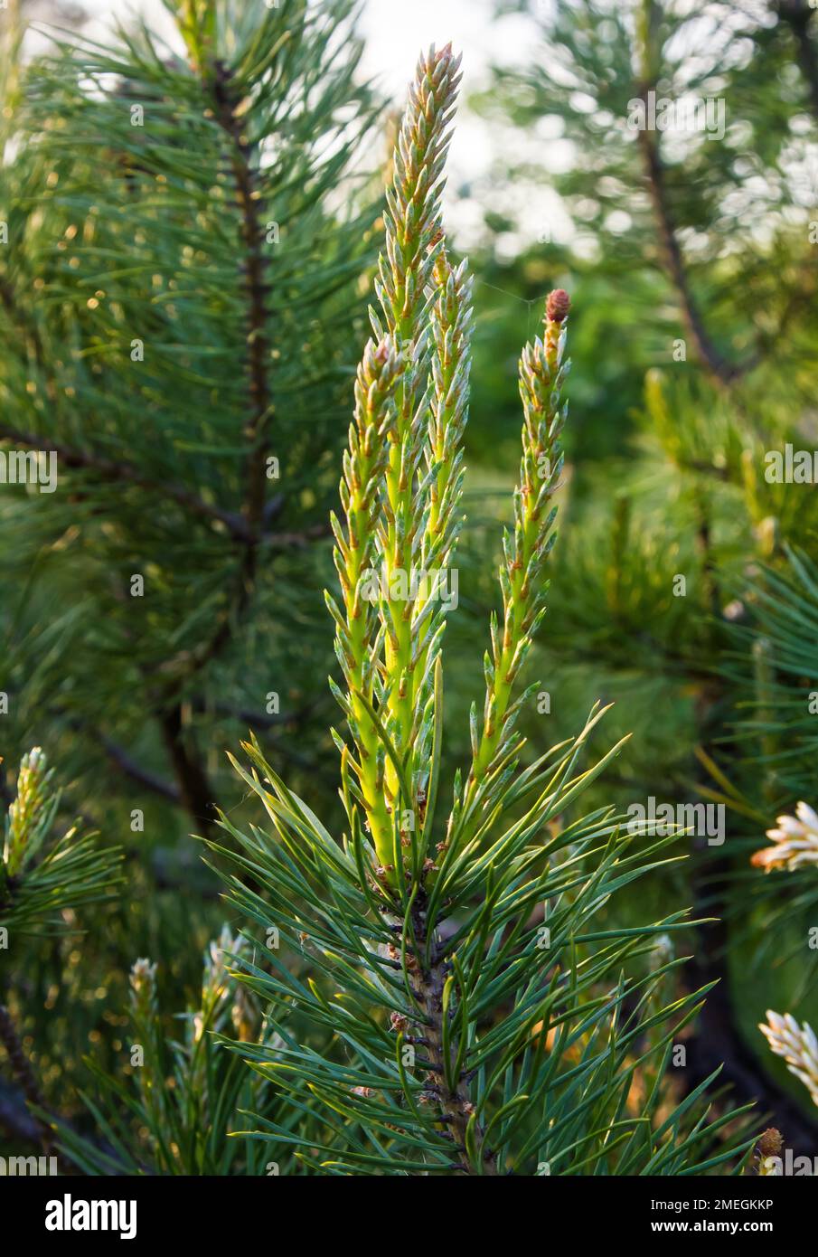 pine tree blooms in spring. close up on sky background Stock Photo - Alamy