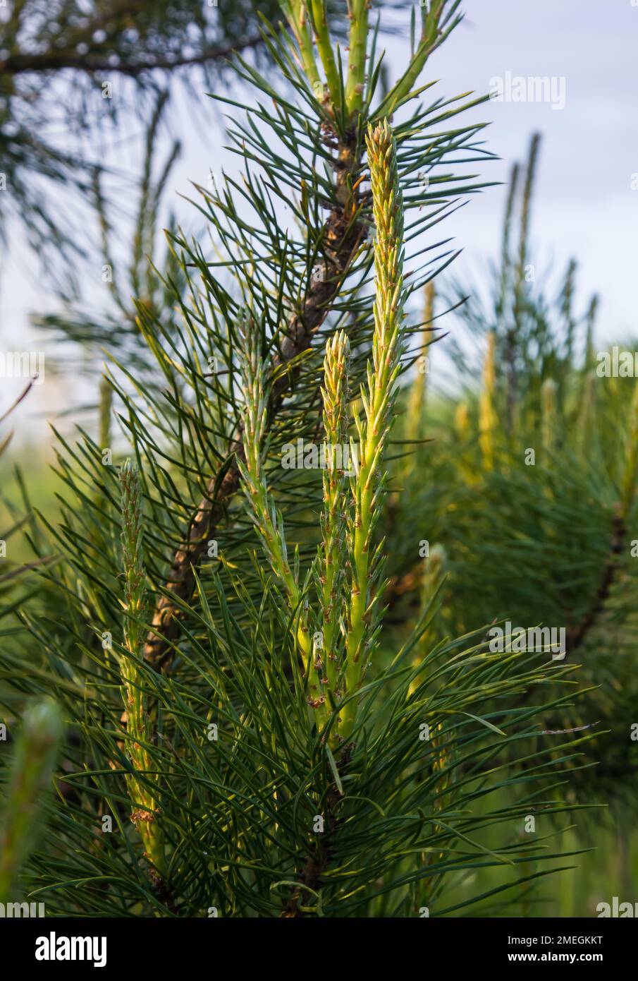 pine tree blooms in spring. close up on sky background Stock Photo - Alamy