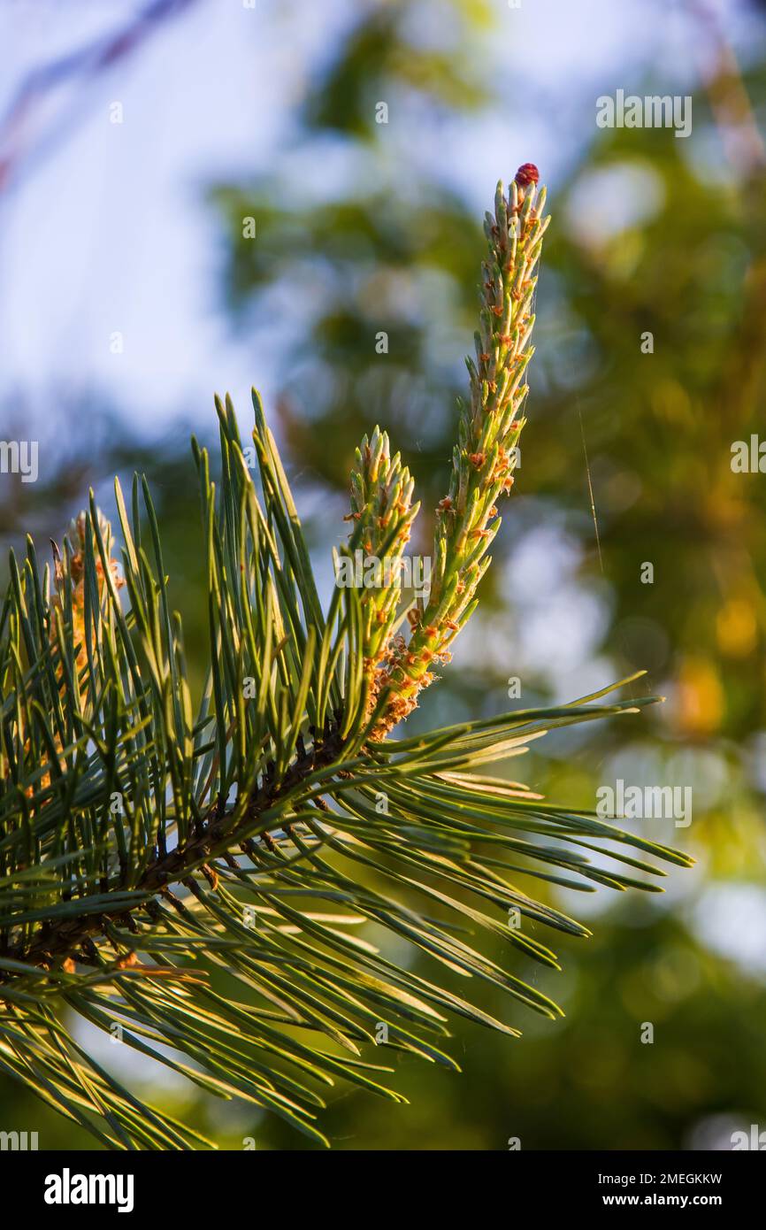 pine tree blooms in spring. close up on sky background Stock Photo - Alamy