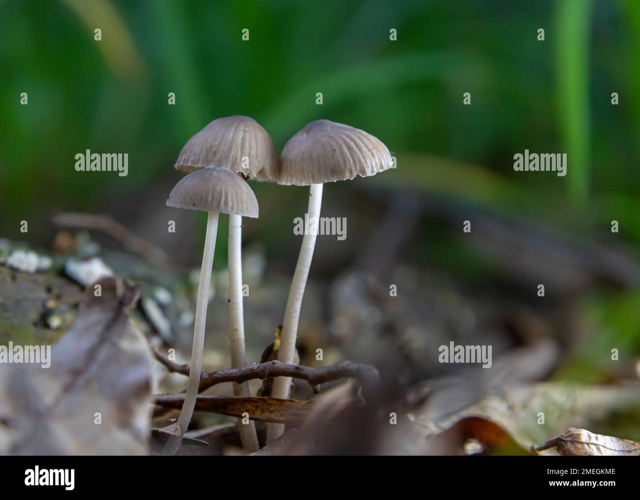 mushroom in the natural environment in the forest Stock Photo - Alamy
