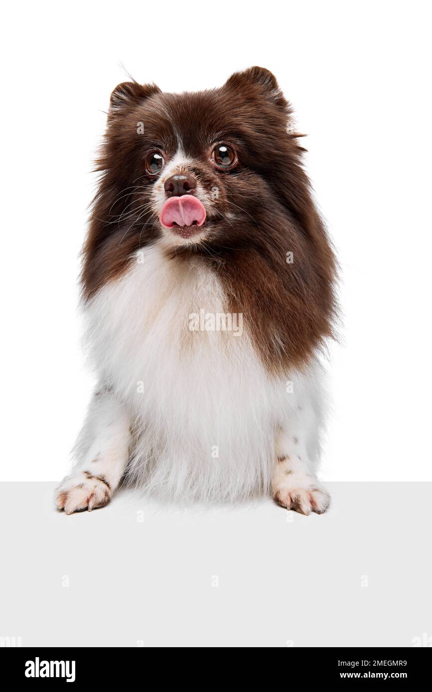 Closeup face of happy nice Pomeranian spitz dog isolated over white ...