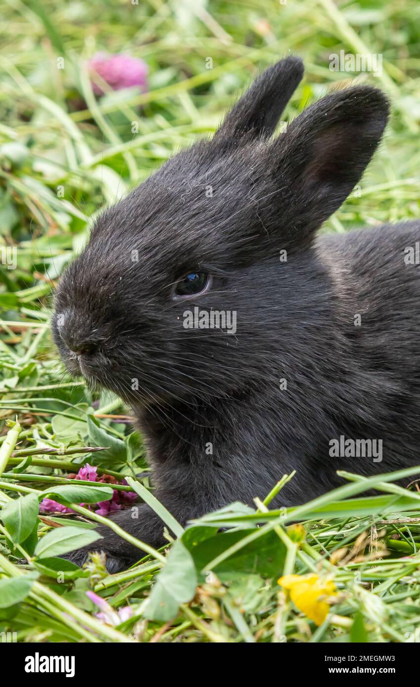 little black rabbits in the green grass Stock Photo - Alamy