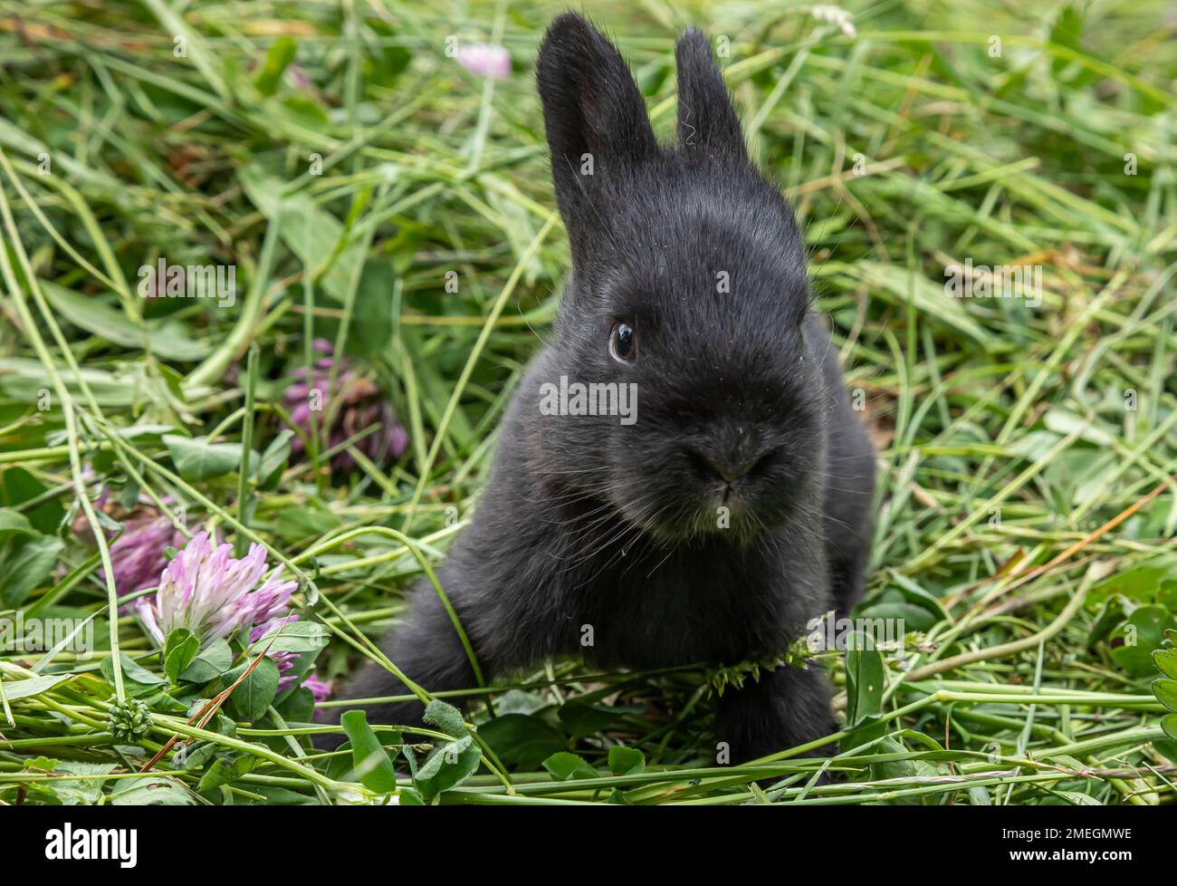 little black rabbits in the green grass Stock Photo - Alamy