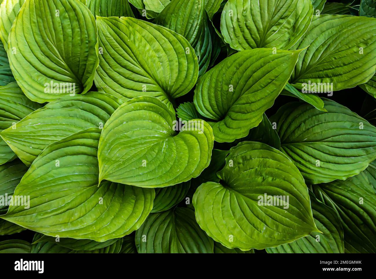 Greenery texture hi-res stock photography and images - Alamy