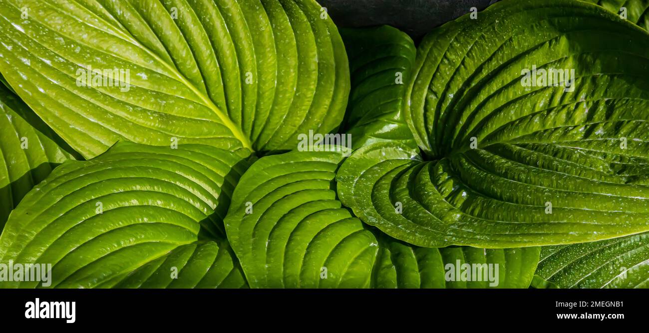 green leaves of plants in the garden. texture Stock Photo - Alamy