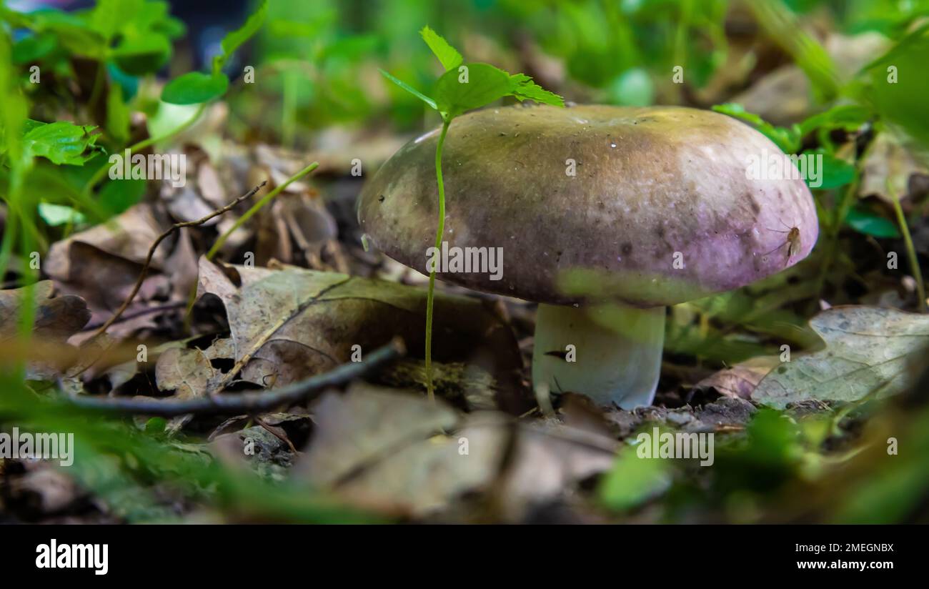 mushroom in the natural environment in the forest Stock Photo - Alamy