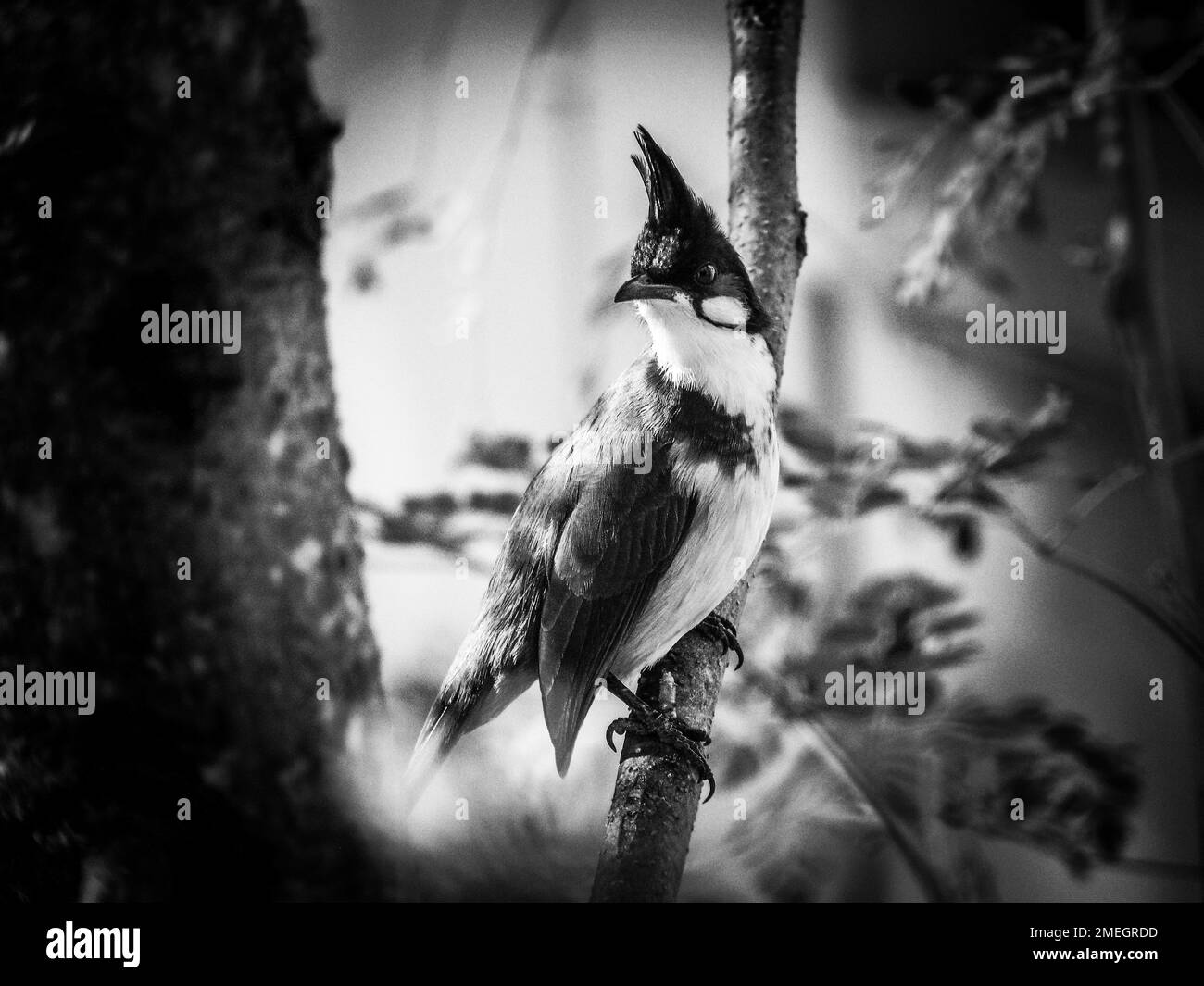 A Red Whiskered Bulbul Bird Stock Photo - Alamy