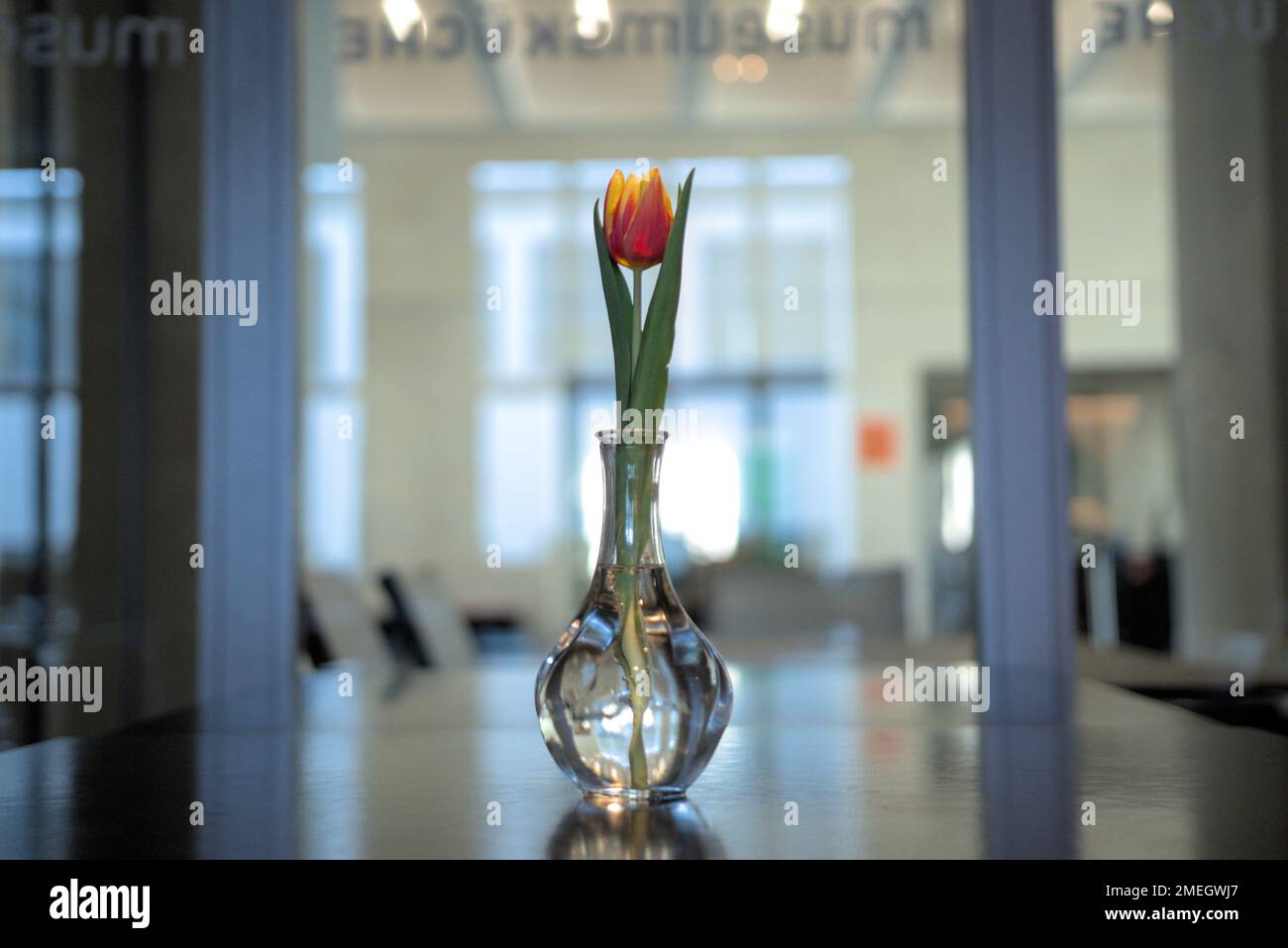 Red tulip in glass vase on a table Stock Photo - Alamy
