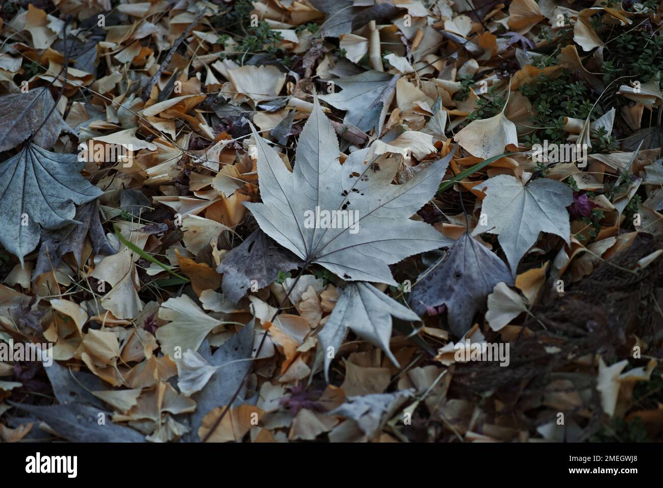 A closeup of dry crunchy autumn leaves Stock Photo - Alamy