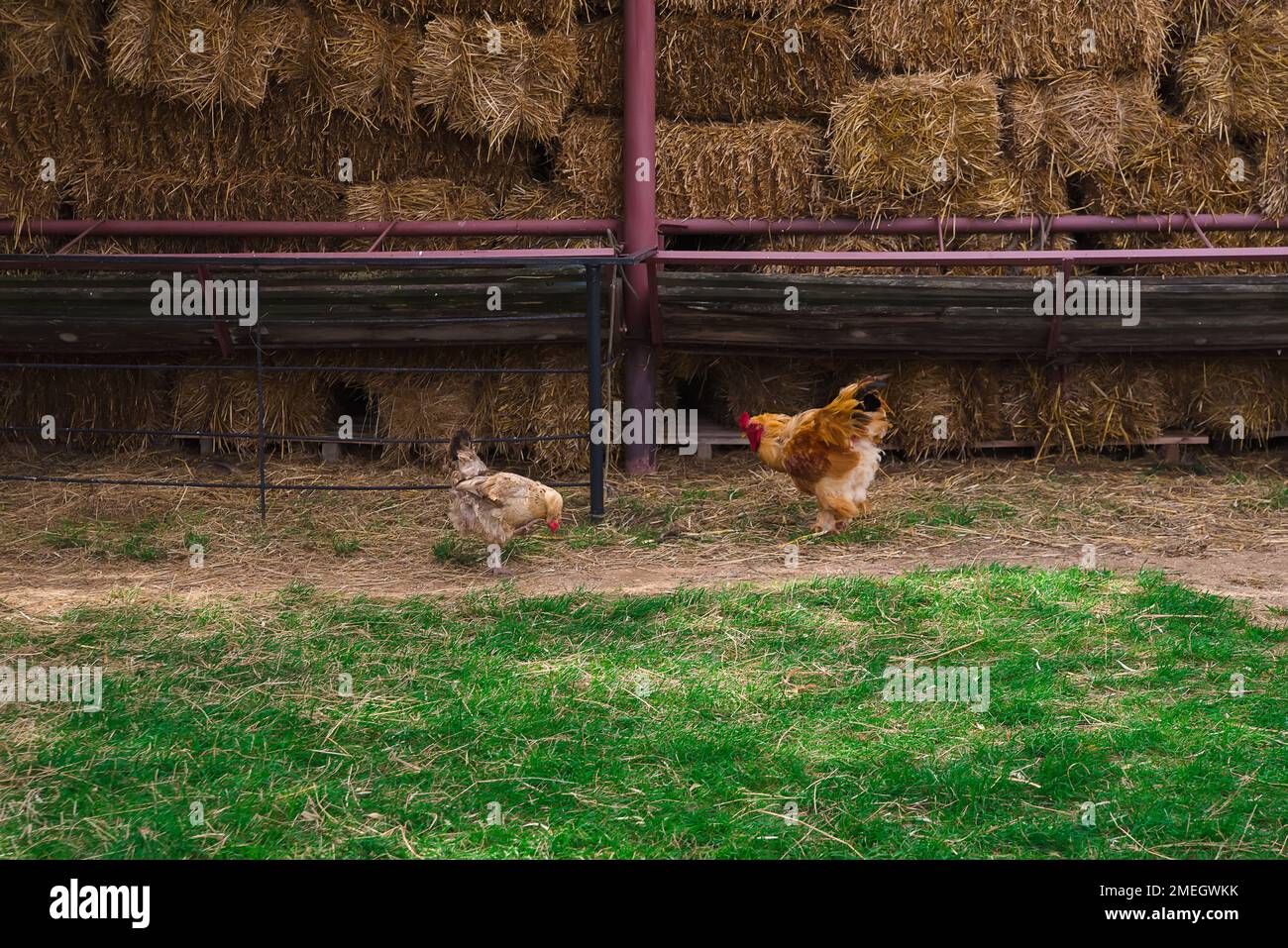 Chiken close up on the farm, green grass background Stock Photo - Alamy
