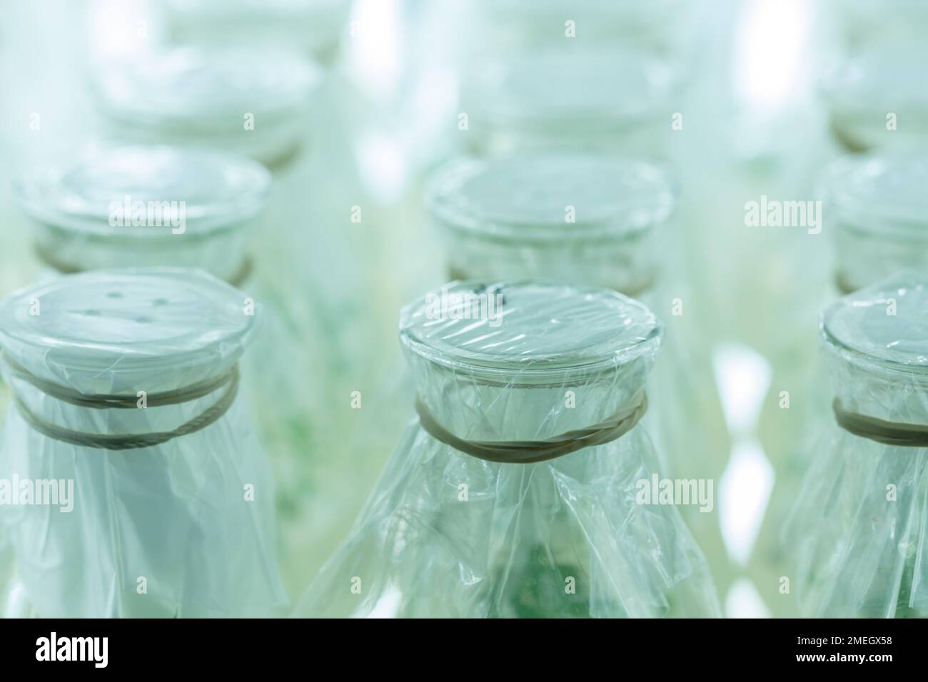 A closeup of laboratory conical flasks covered with plastic wrap Stock ...