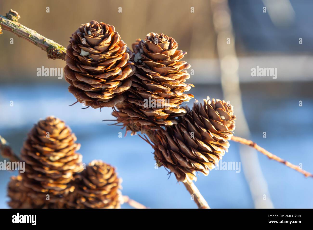 European larch, Larix decidua, tree, detail of branch with cones in ...