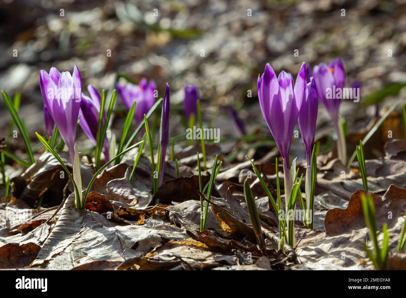 Sunlit purple crocus flowers, Crocus tommasinianus, Barr's purple ...
