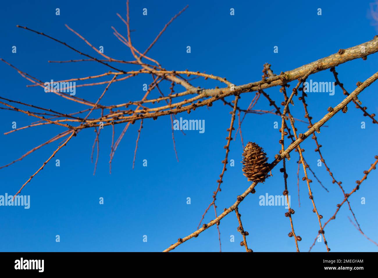 European larch, Larix decidua, tree, detail of branch with cones in ...