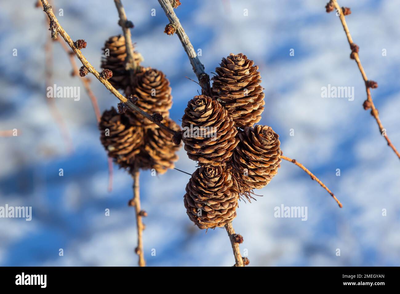 European larch, Larix decidua, tree, detail of branch with cones in ...
