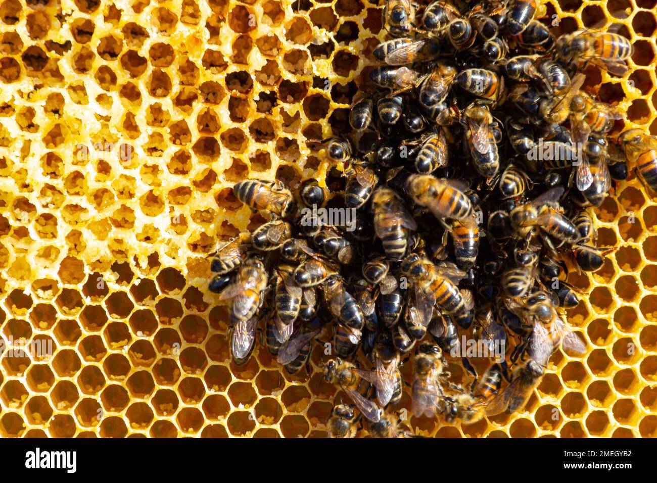 Bees working on honey cells. Close up macro. World Bee Day. Copy paste ...
