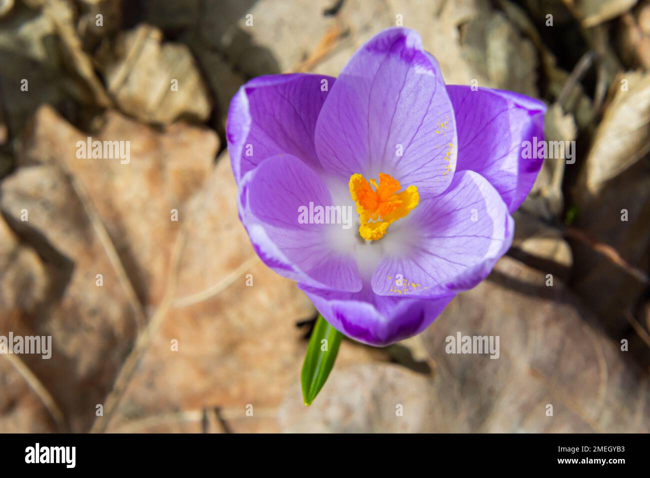 Sunlit purple crocus flowers, Crocus tommasinianus, Barr's purple ...