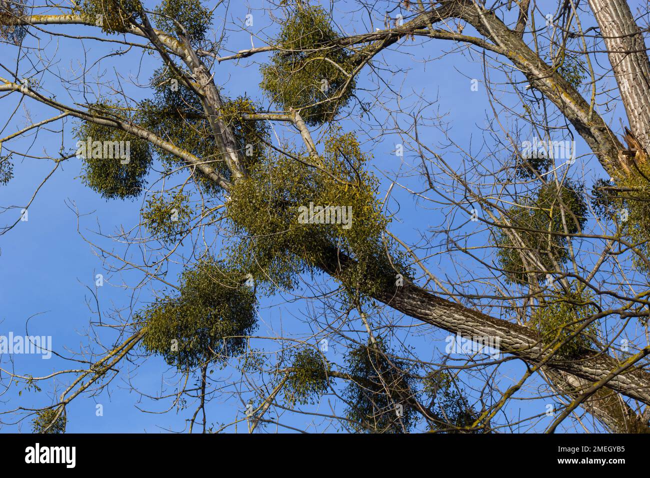 A sick withered tree attacked by mistletoe, viscum. They are woody ...