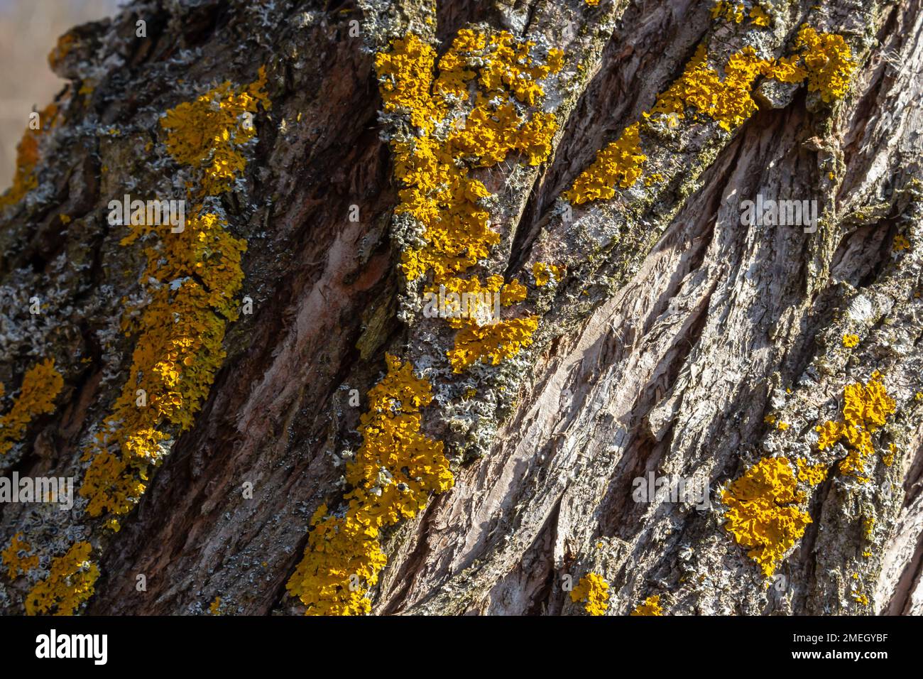 Orange lichen, yellow scale, maritime sunburst lichen or shore lichen ...