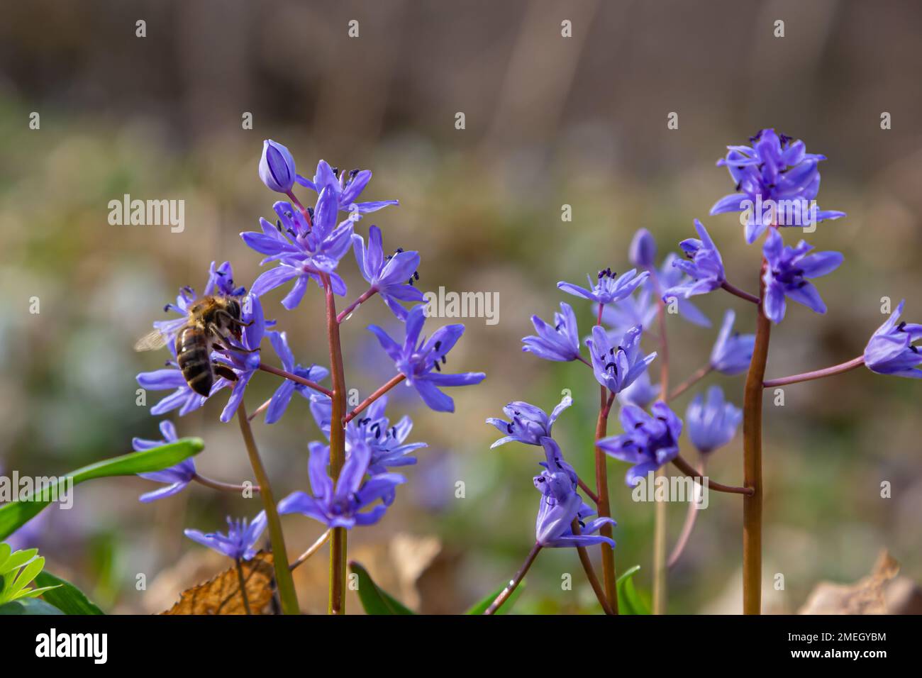 honey bee collects nectar and pollen from the blue slightly wilted ...