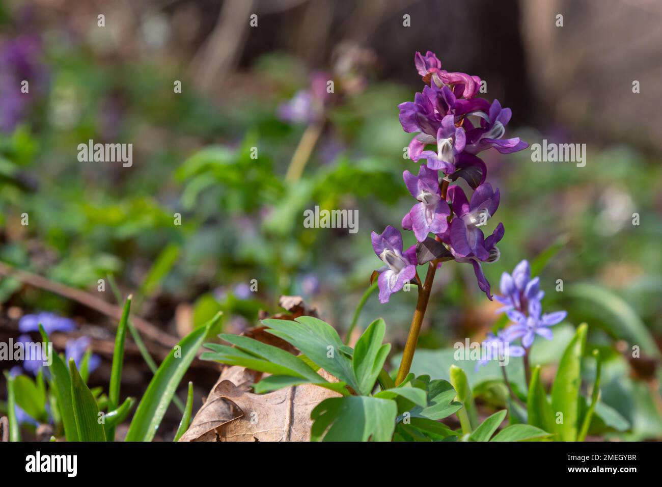 Hollow root corydalis cava blooming hi-res stock photography and images ...