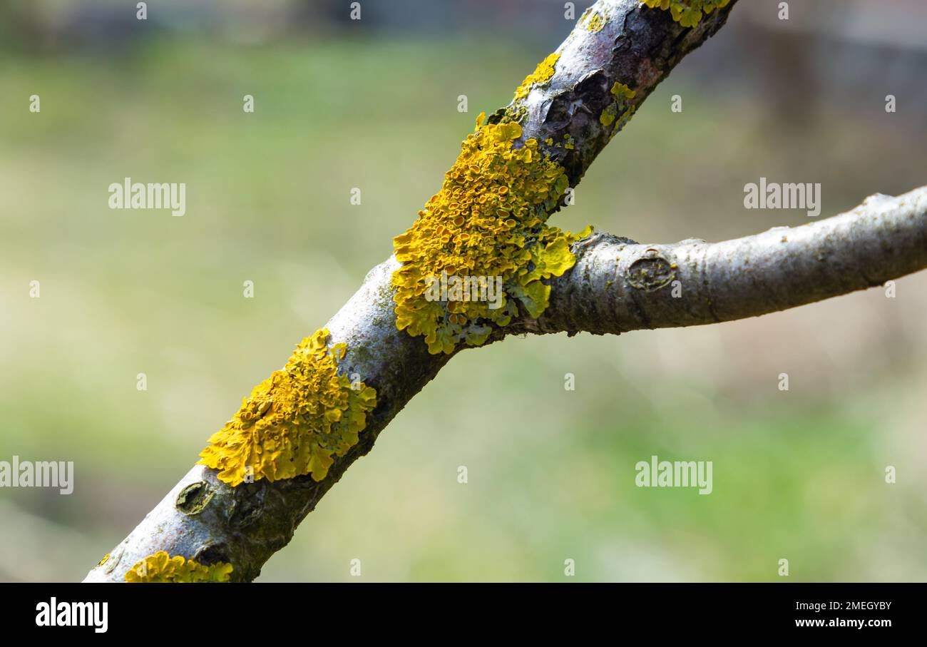 Orange lichen, yellow scale, maritime sunburst lichen or shore lichen ...