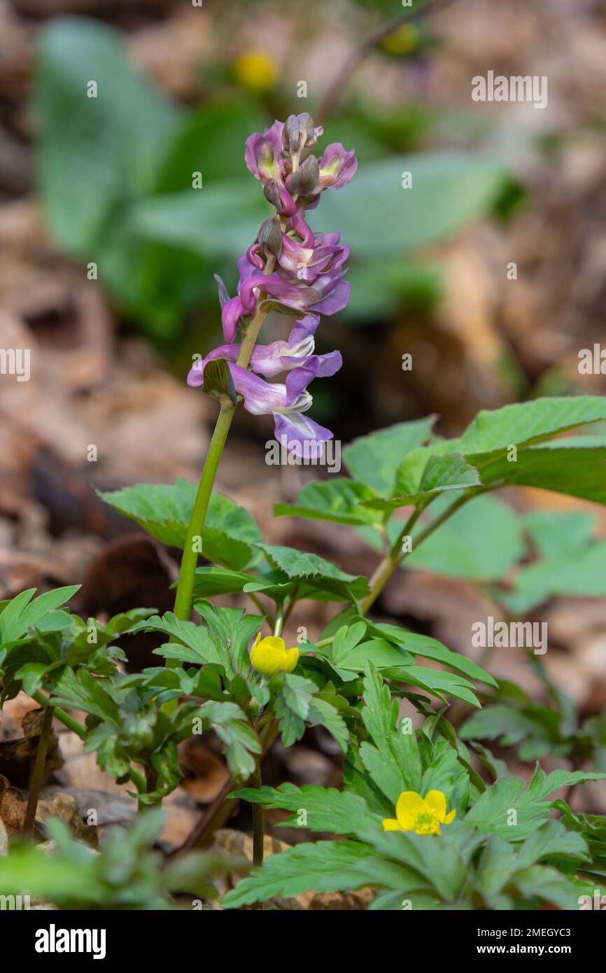 Hollow-root, Corydalis cava, blooming on the forest floor in a park ...