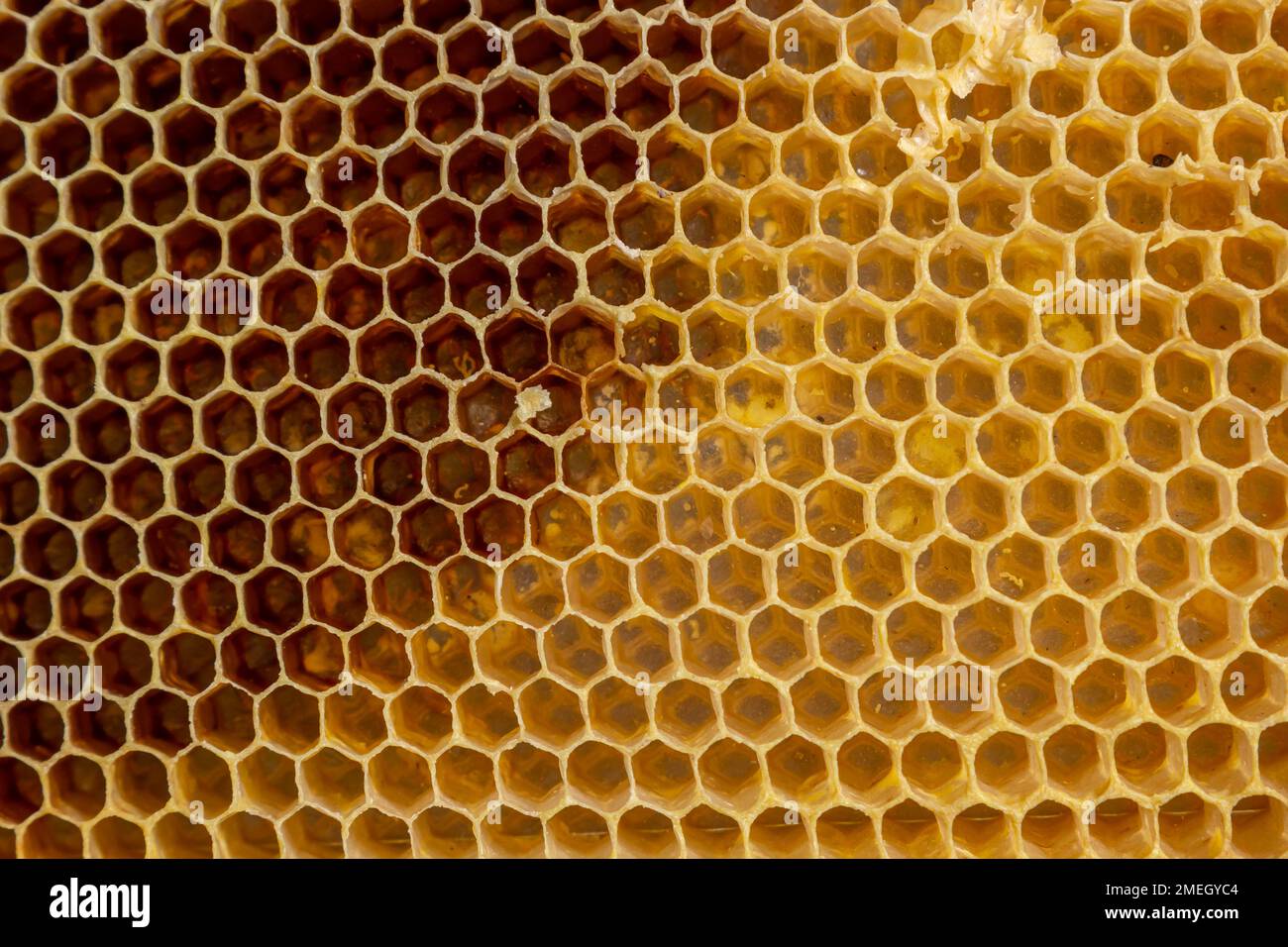 Background texture and pattern of a section of wax honeycomb from a bee hive filled with golden ...