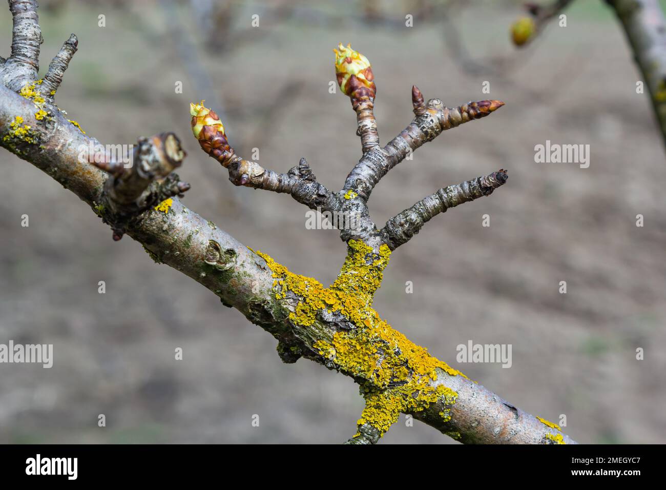 Orange lichen, yellow scale, maritime sunburst lichen or shore lichen ...