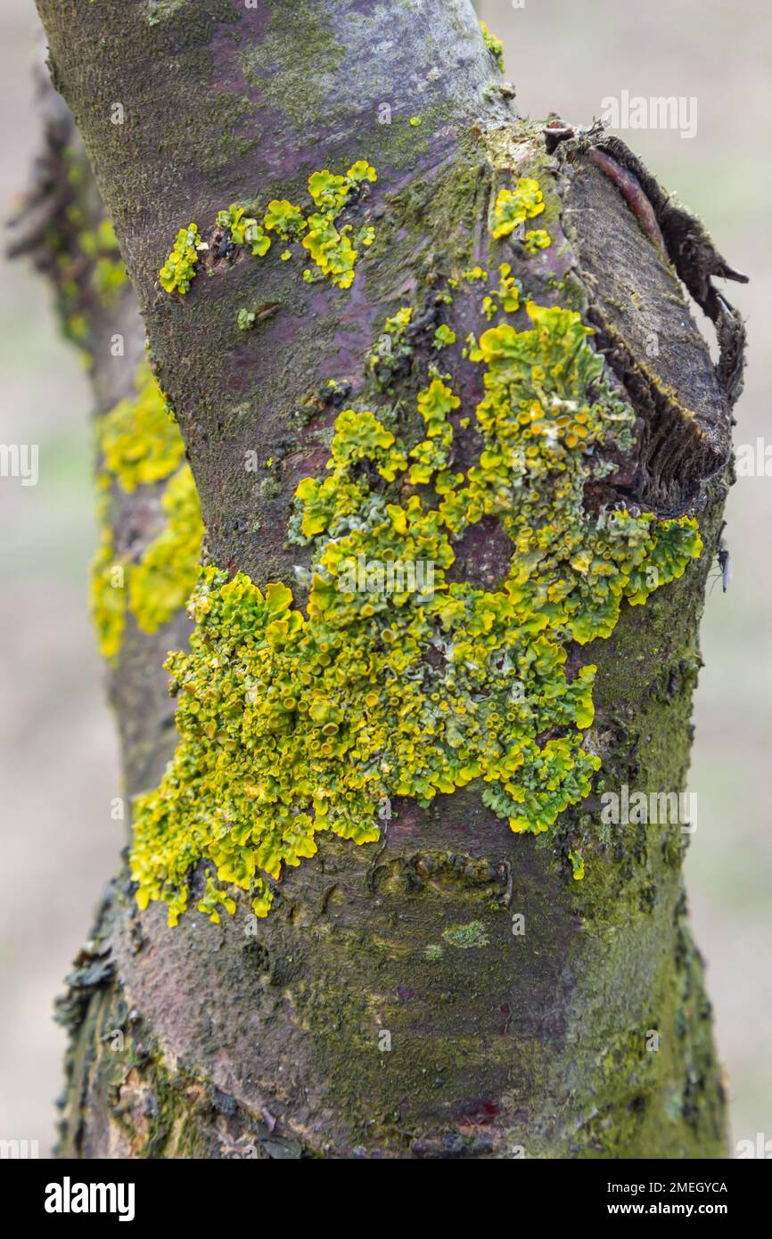 Orange lichen, yellow scale, maritime sunburst lichen or shore lichen ...