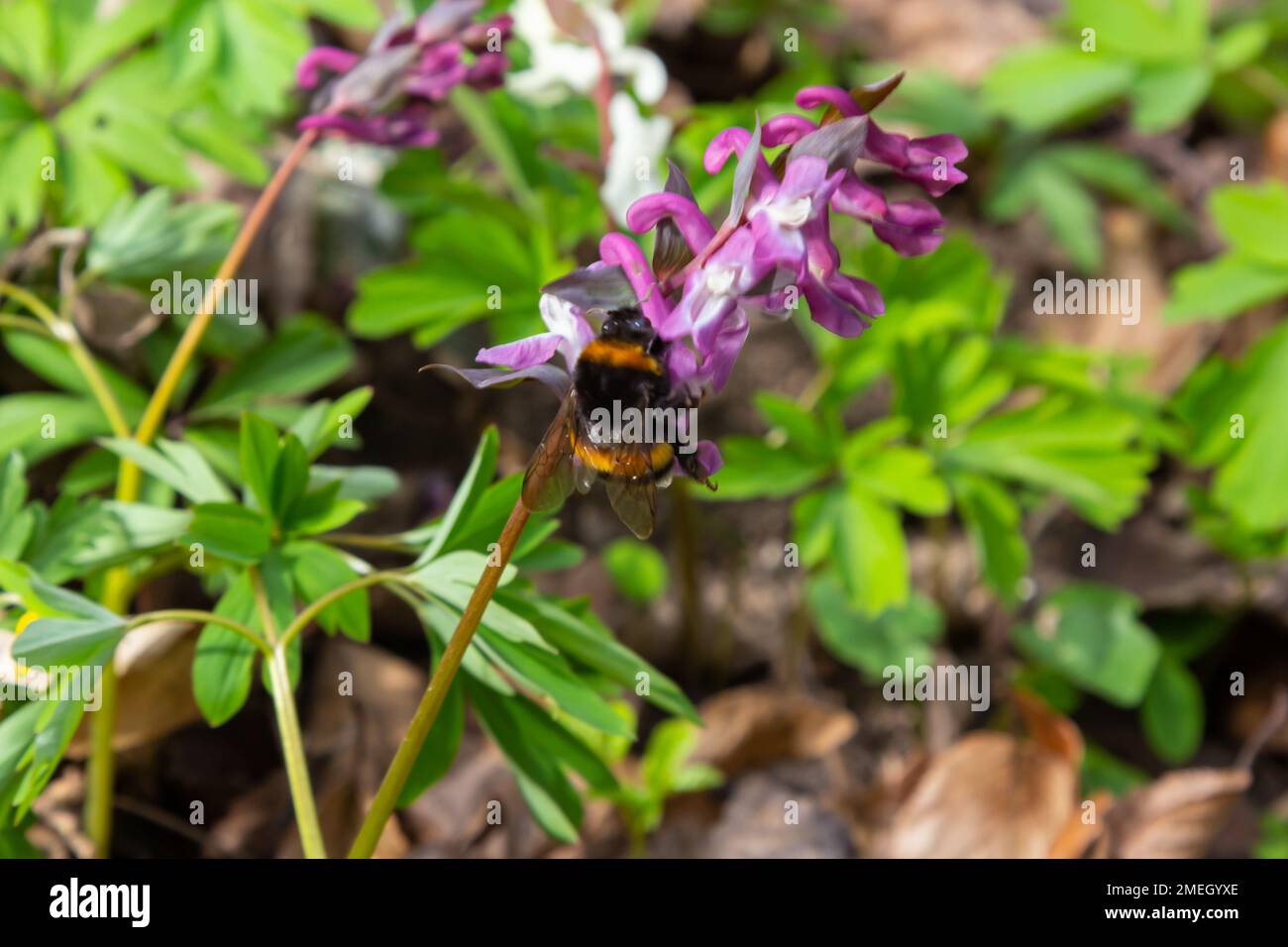 Hollow-root, Corydalis cava, blooming on the forest floor in a park ...