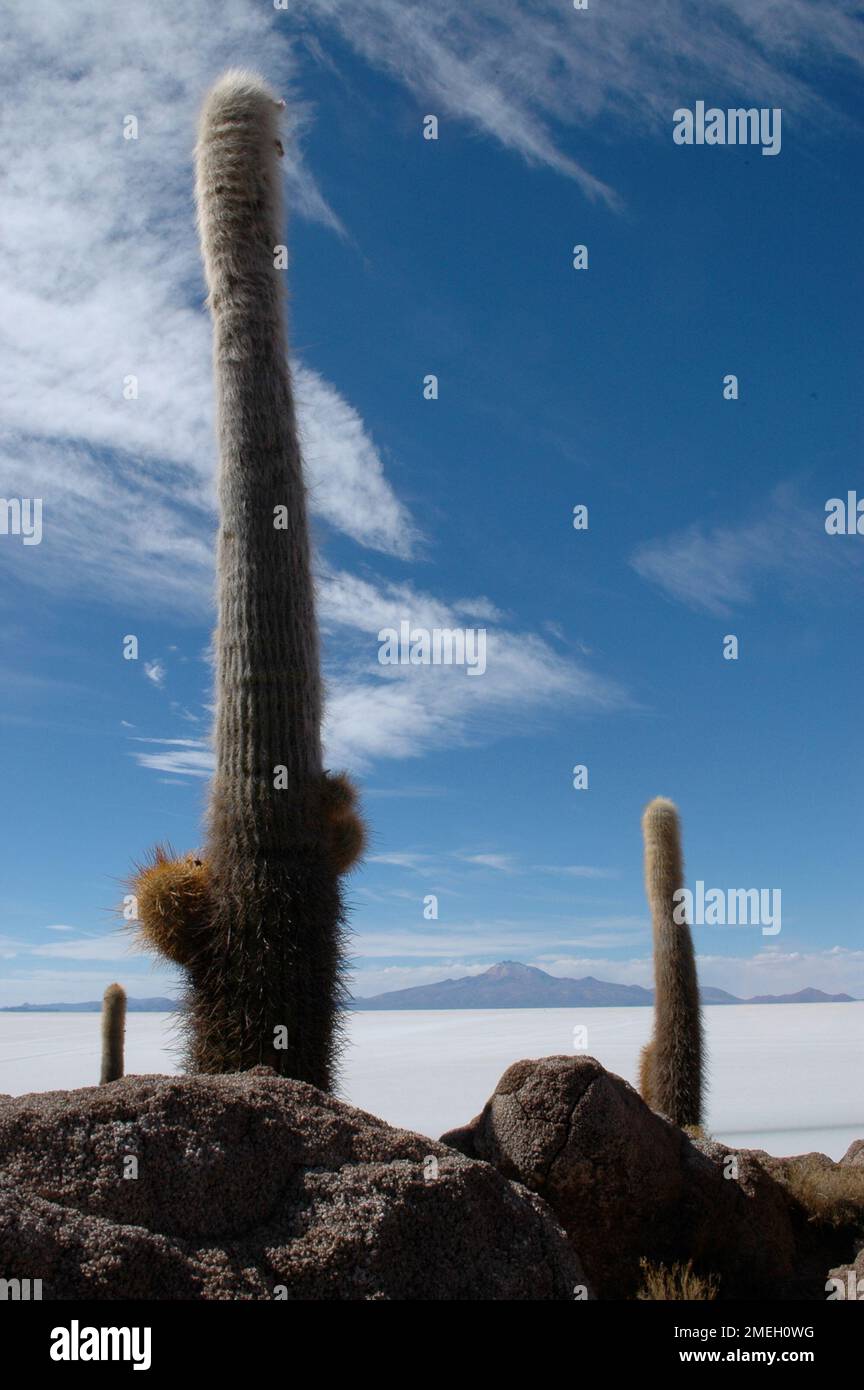 big cactus in Bolivia salar de uyuni blue sky Stock Photo - Alamy
