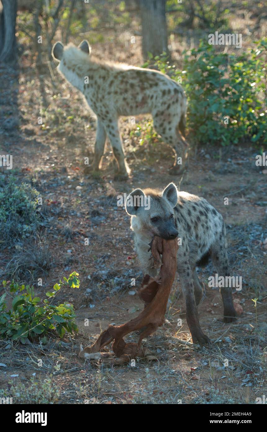 Spotted Hyena (Crocuta crocuta) with hide of antelope, Kruger National ...