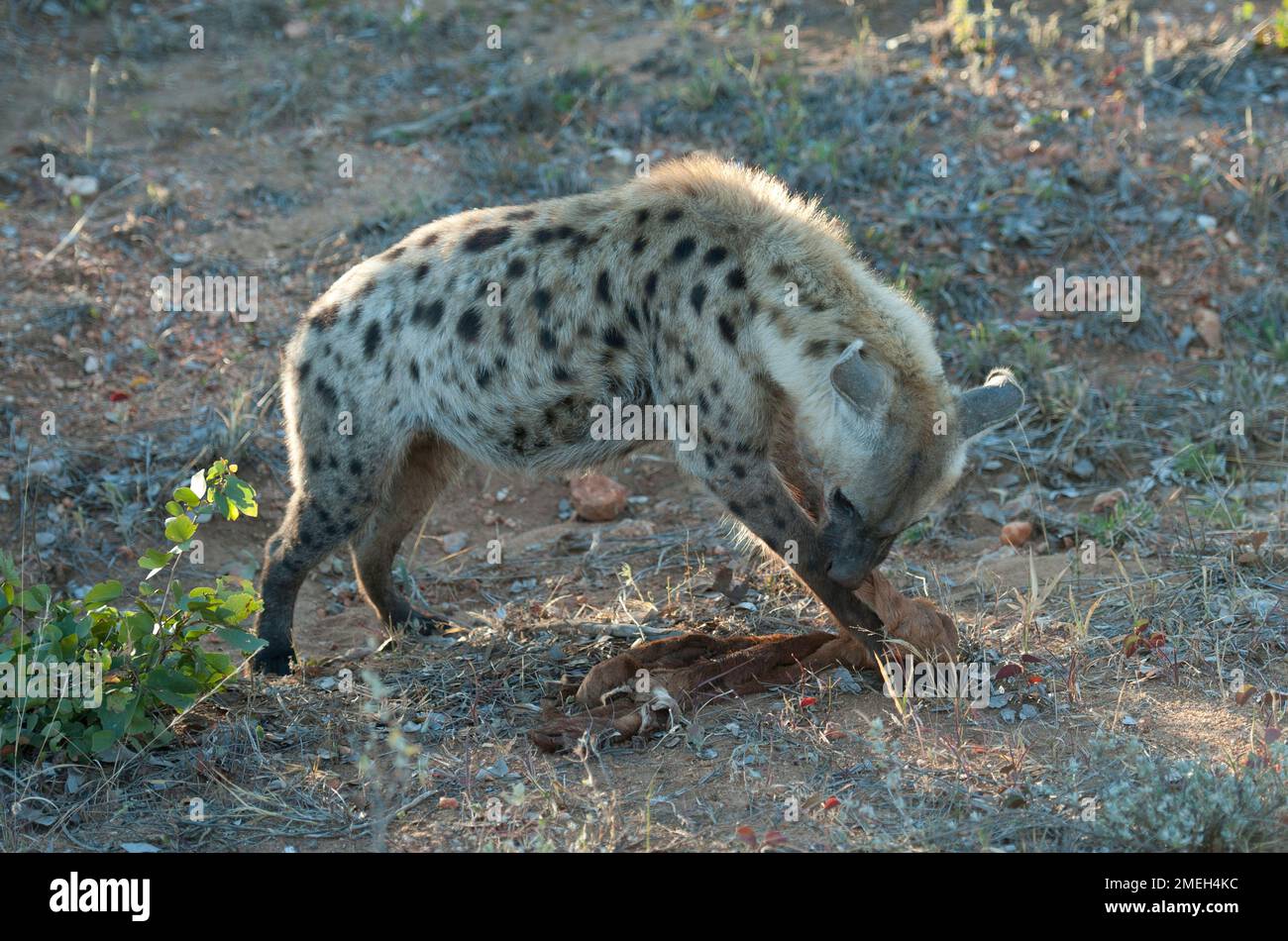 Spotted Hyena (Crocuta crocuta) with hide of antelope, Kruger National ...
