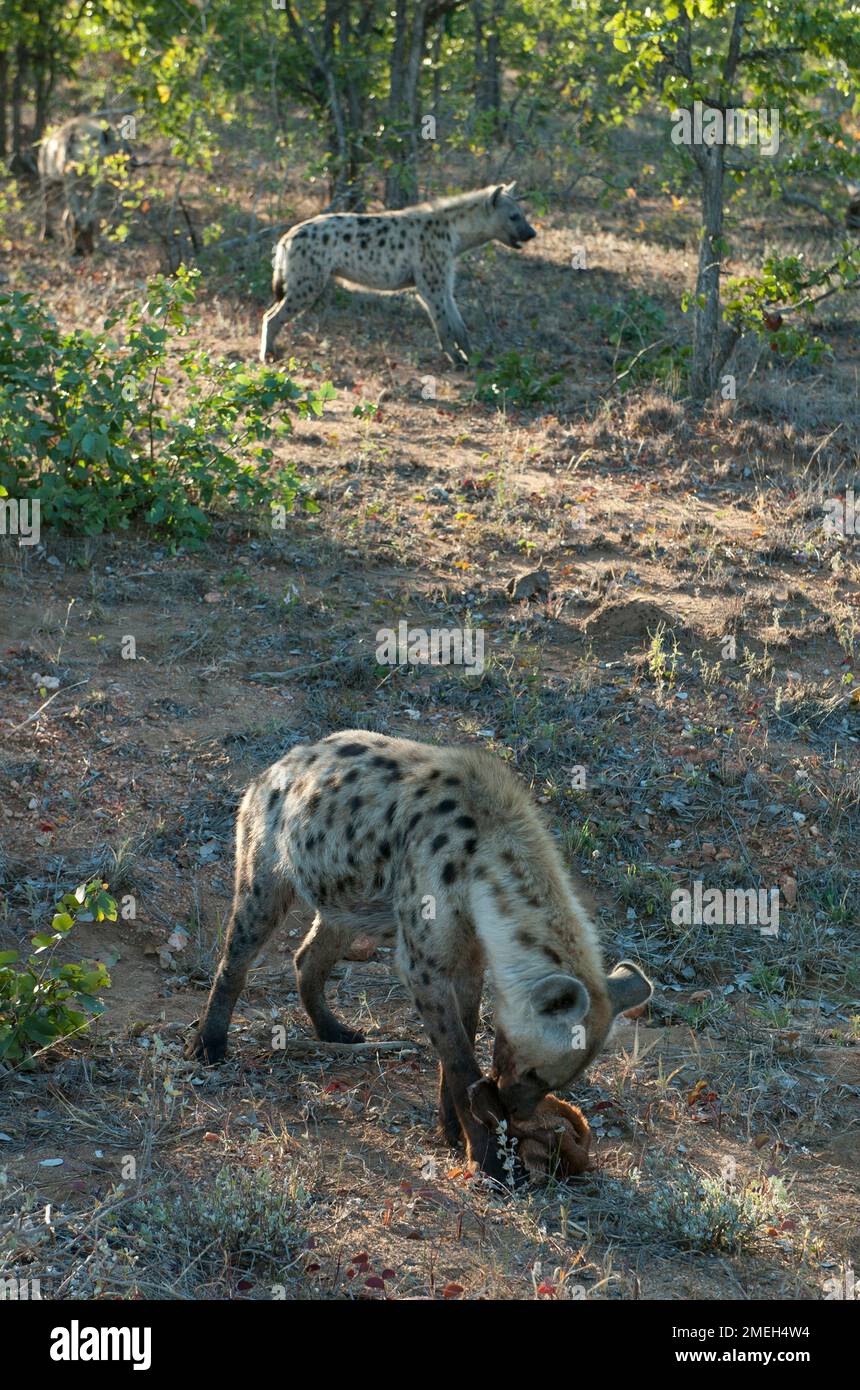 Spotted Hyena (Crocuta crocuta) with hide of antelope, Kruger National ...