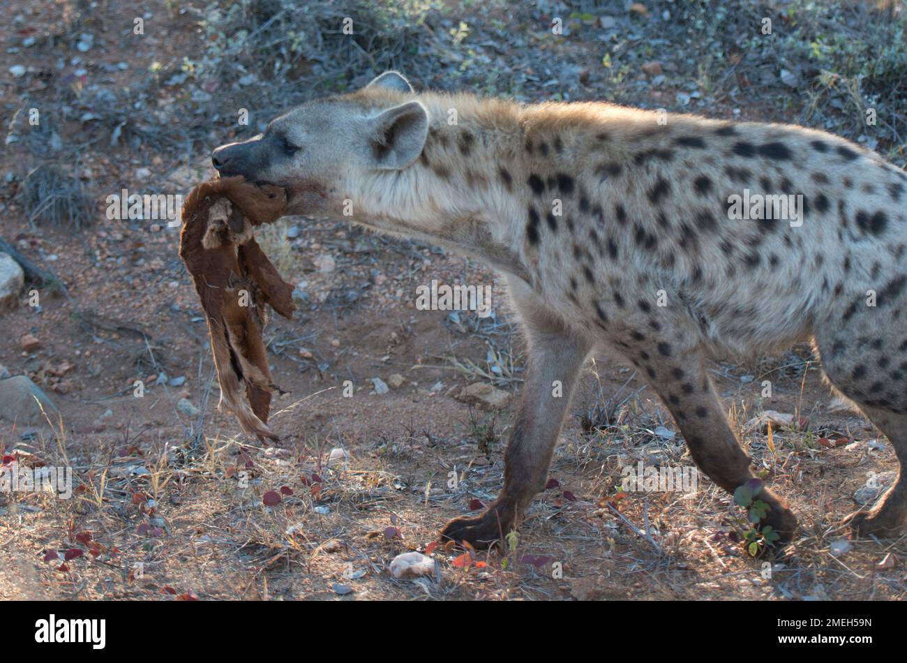 Spotted Hyena (Crocuta crocuta) with hide of antelope, Kruger National ...