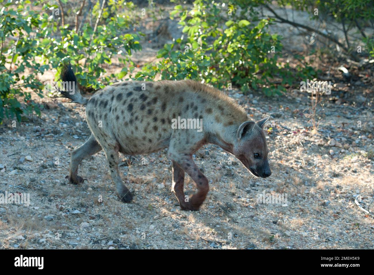 Spotted Hyena (Crocuta crocuta) with bloodied face, Kruger National ...