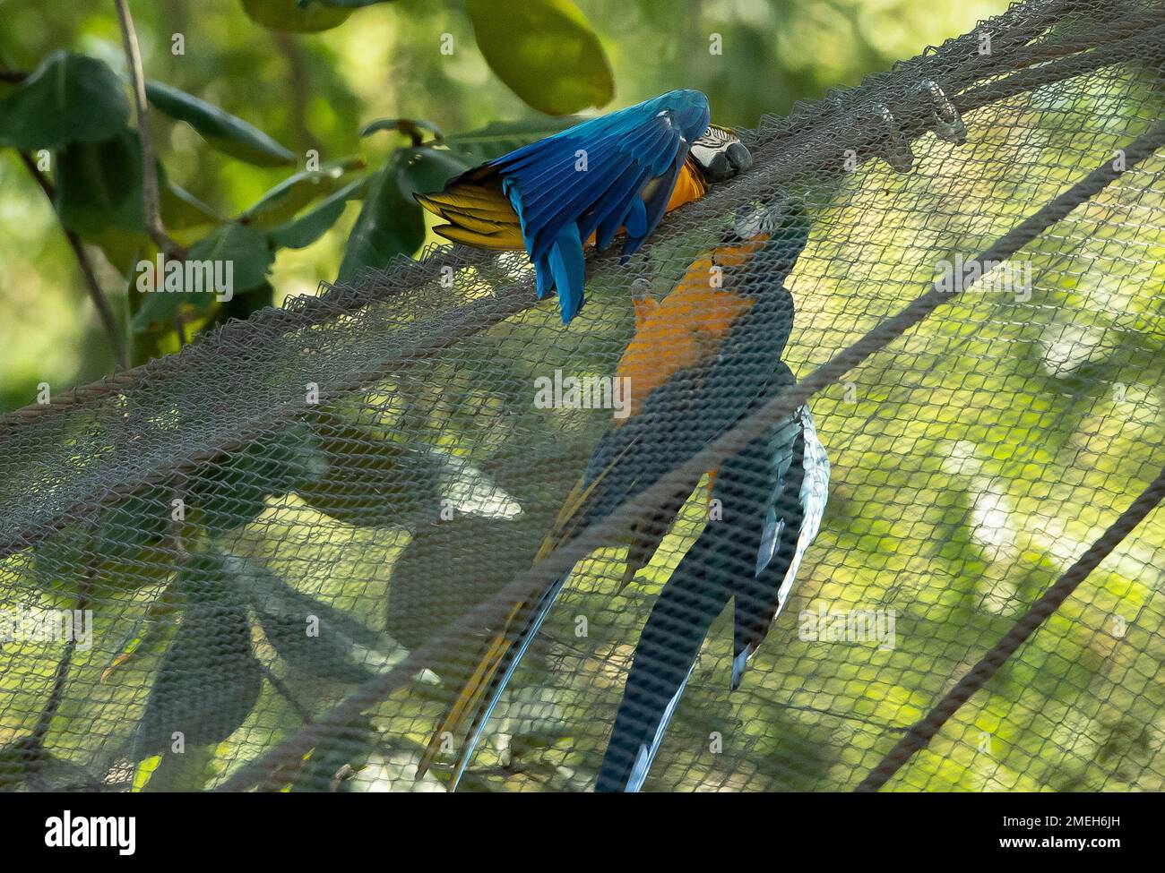 A blue-and-yellow macaw that zookeepers have named Juliet grooms with ...