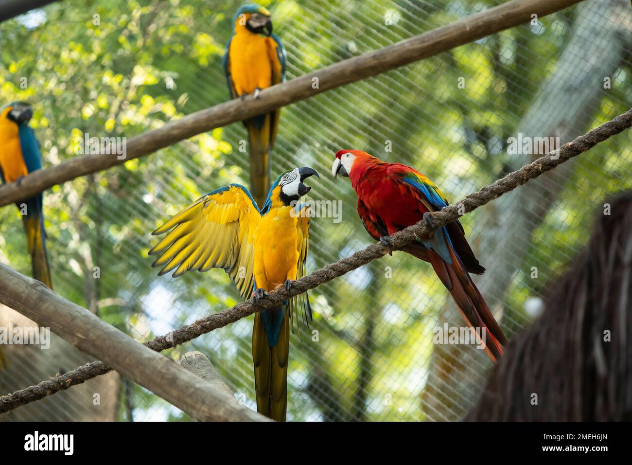 A pair of macaws perch on a rope inside an enclosure at BioParque, in ...