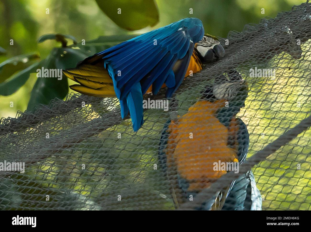 A blue-and-yellow macaw that zookeepers have named Juliet, left, grooms ...
