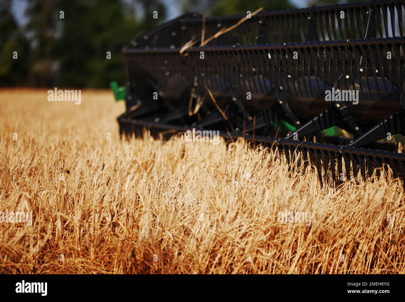 Agricultural combine harvester in the field during harvest ripe wheat ...